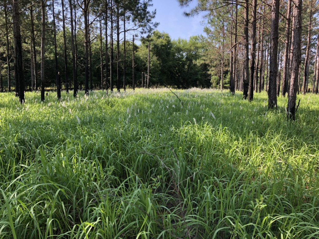 Cogongrass in Georgia | Georgia Forestry Commission