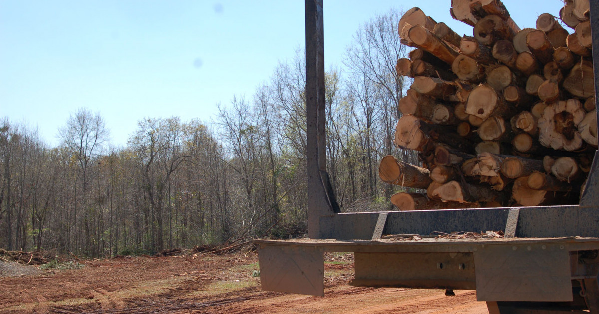 Timber Sales & Harvest Advice | Georgia Forestry Commission
