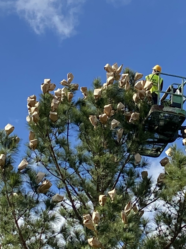 Pass the Tissue, it’s Pollen Time! | Georgia Forestry Commission