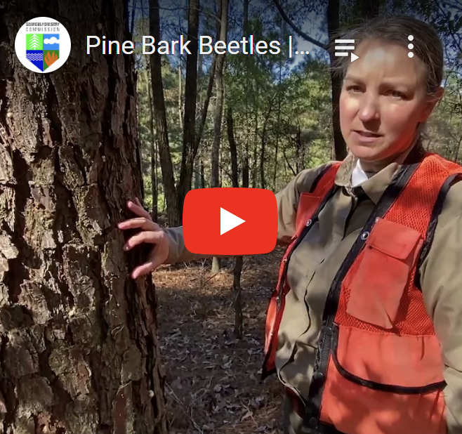 Forest Stewardship Program | Georgia Forestry Commission