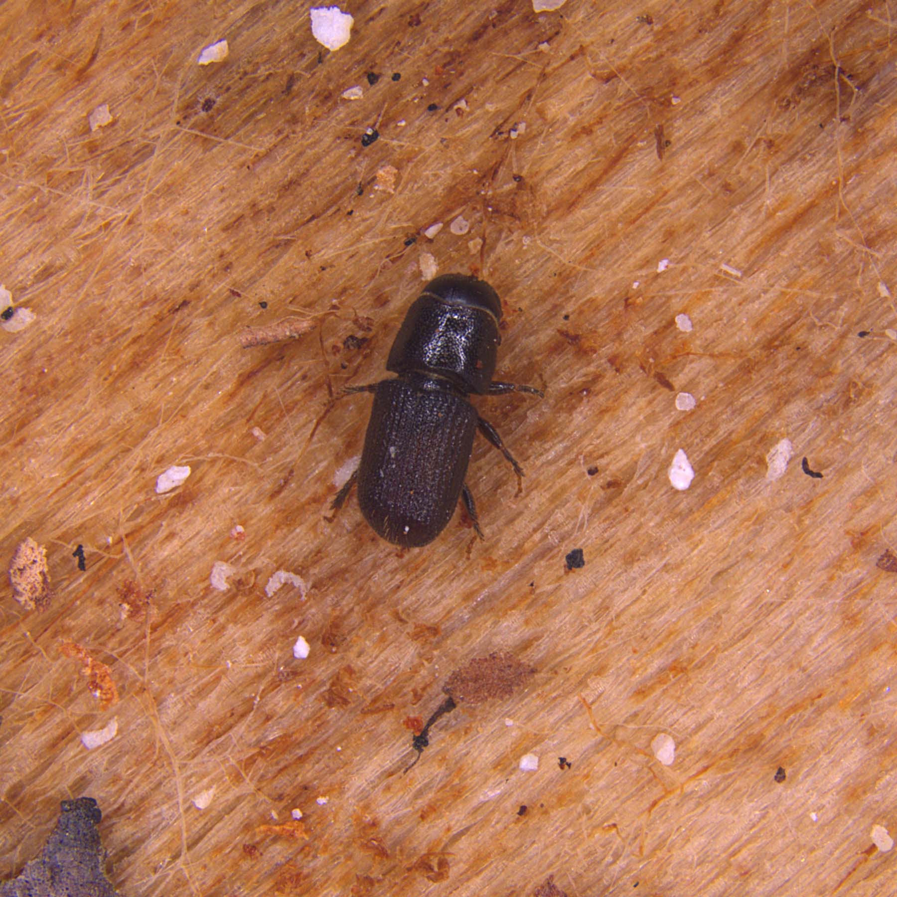 SEASONAL PREDICTIONS FOR DESTRUCTIVE SOUTHERN PINE BEETLE | Georgia ...